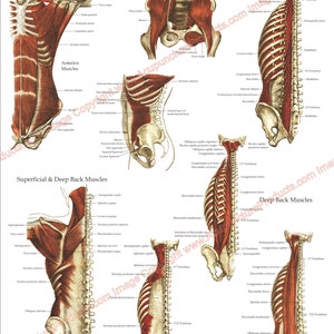 Deep and Core Stabilizing Muscle Anatomy Poster Anatomical Wall Chart ...