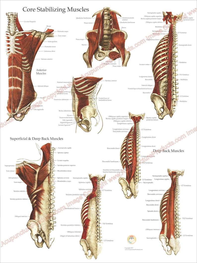 Deep and Core Stabilizing Muscle Anatomy Poster 18 X - Etsy