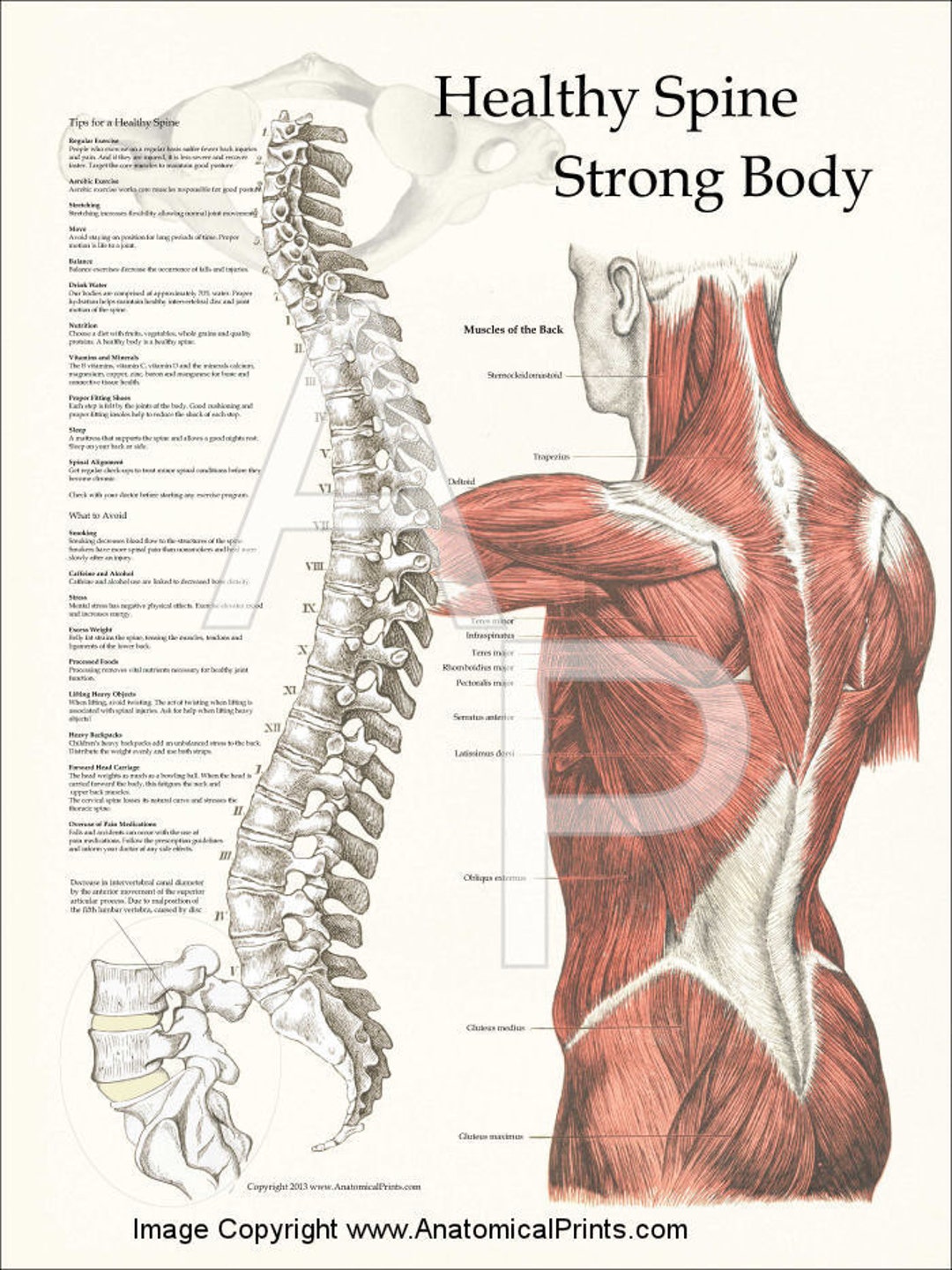 Chiropractic Spine Chart