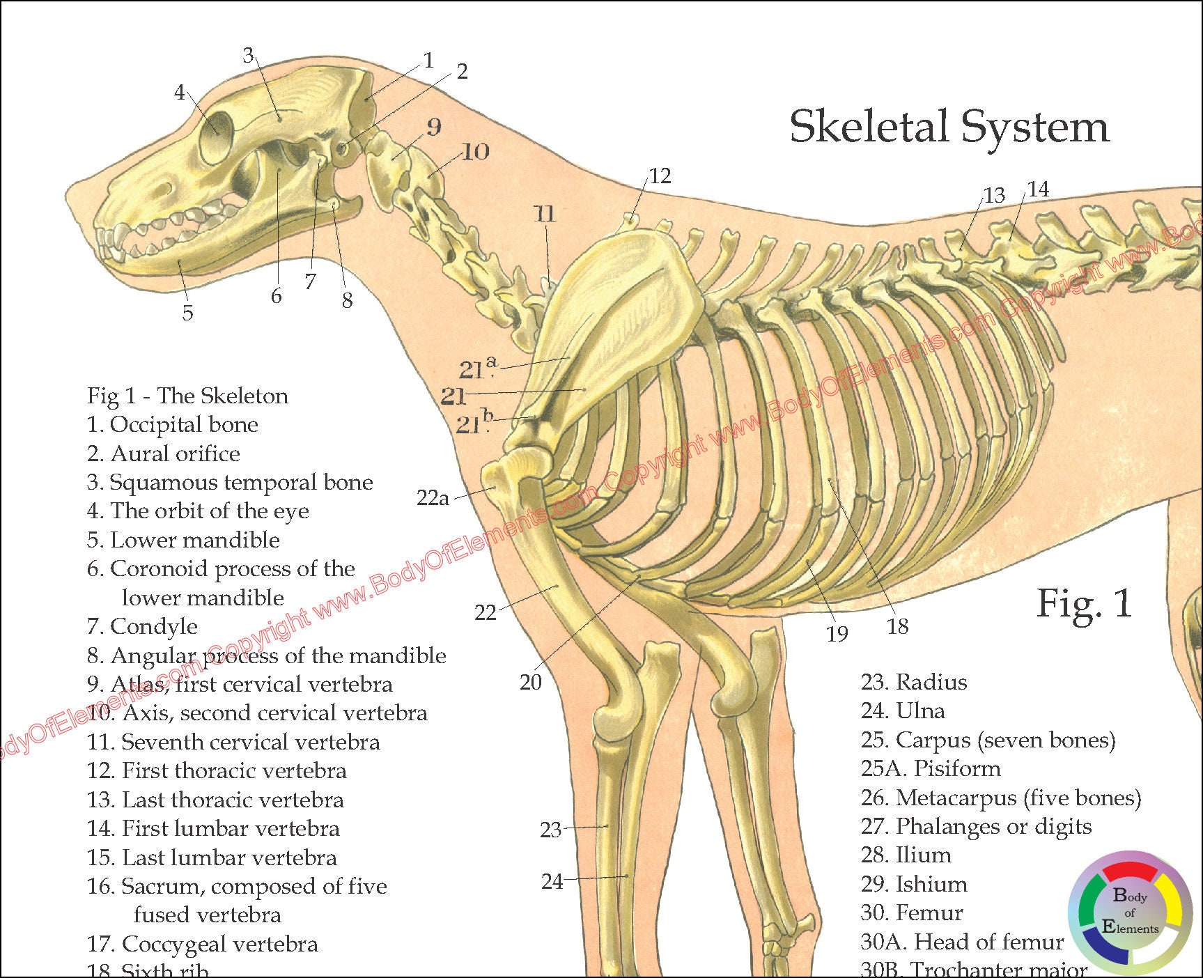 Dog Skeletal System Poster Canine Skeletal Anatomy 2D Plastic Dog