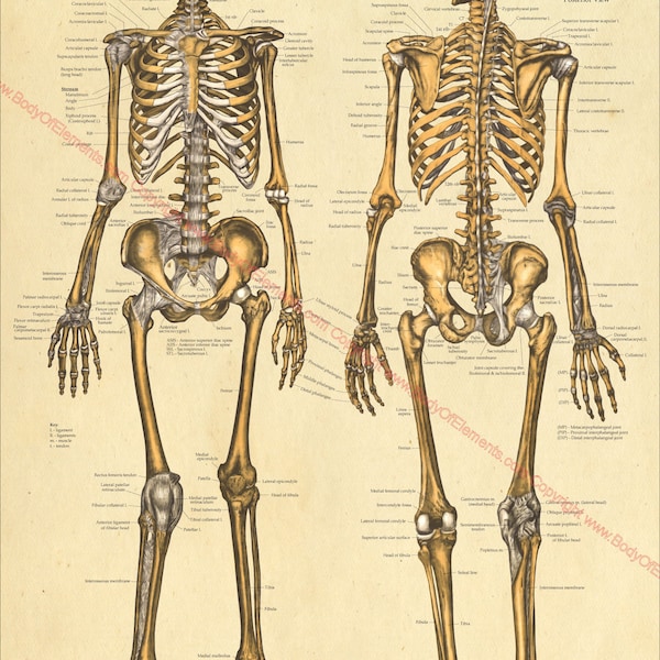 Human Anatomy Skeleton Poster - Etsy