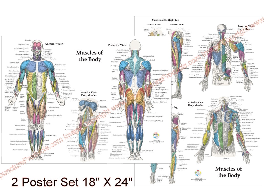 2 Human Muscle Anatomy Poster Anterior, Posterior and Deep Layers 18 X ...