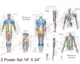 The Human Muscular System Anatomy Poster 18 X 24 - Etsy Australia