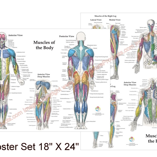 Muscle Chart Anatomy - Etsy
