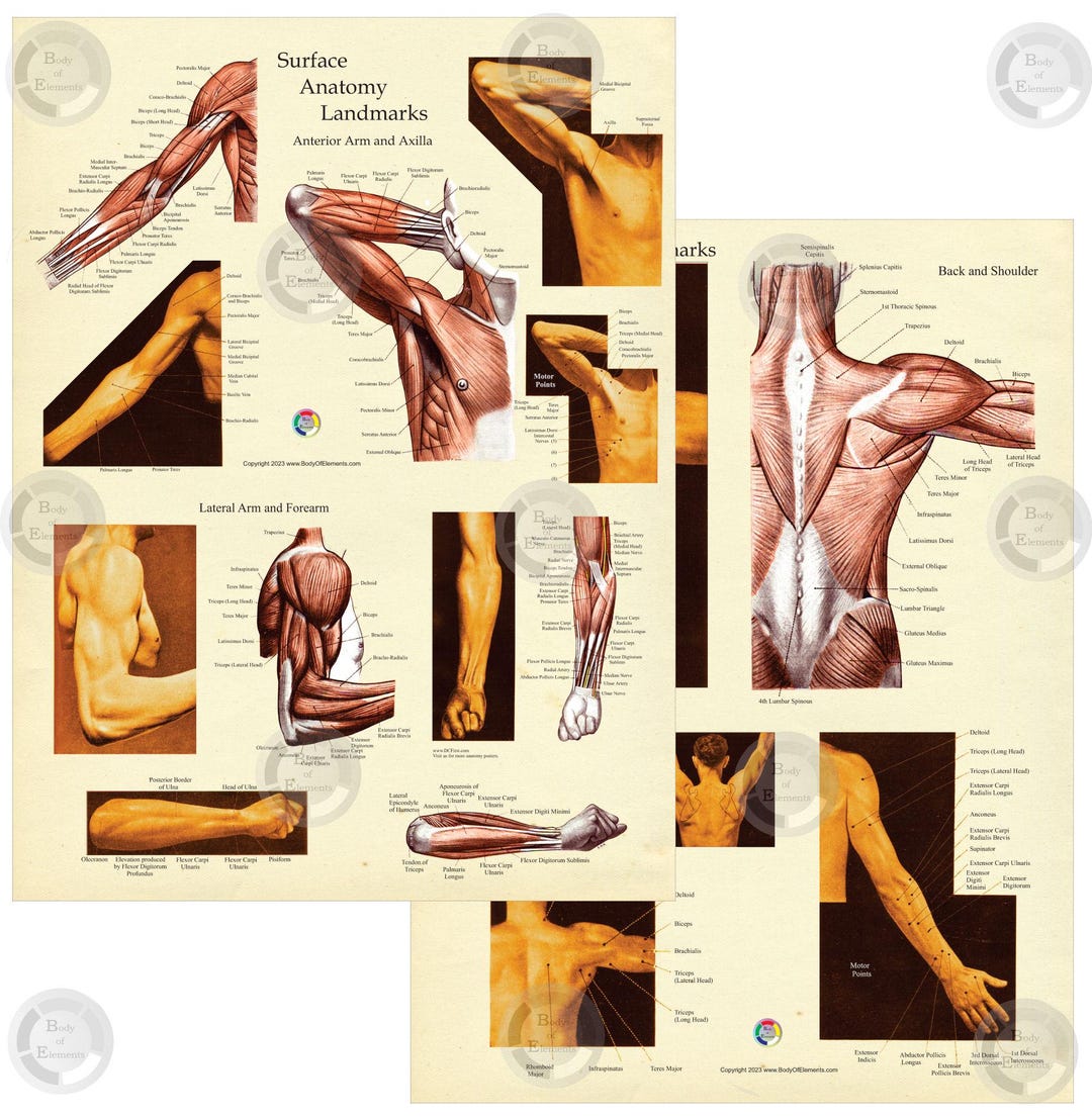 Upper Body Surface Anatomy Landmarks of the Muscles Posters 18" X 24 ...