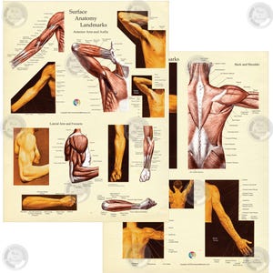 Upper Body Surface Anatomy Landmarks of the Muscles Posters 18" X 24 ...