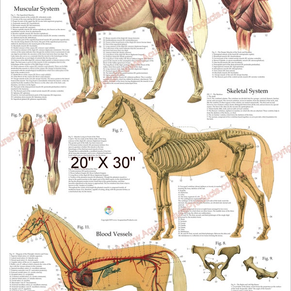 Skeletal Anatomy Chart Poster - Etsy