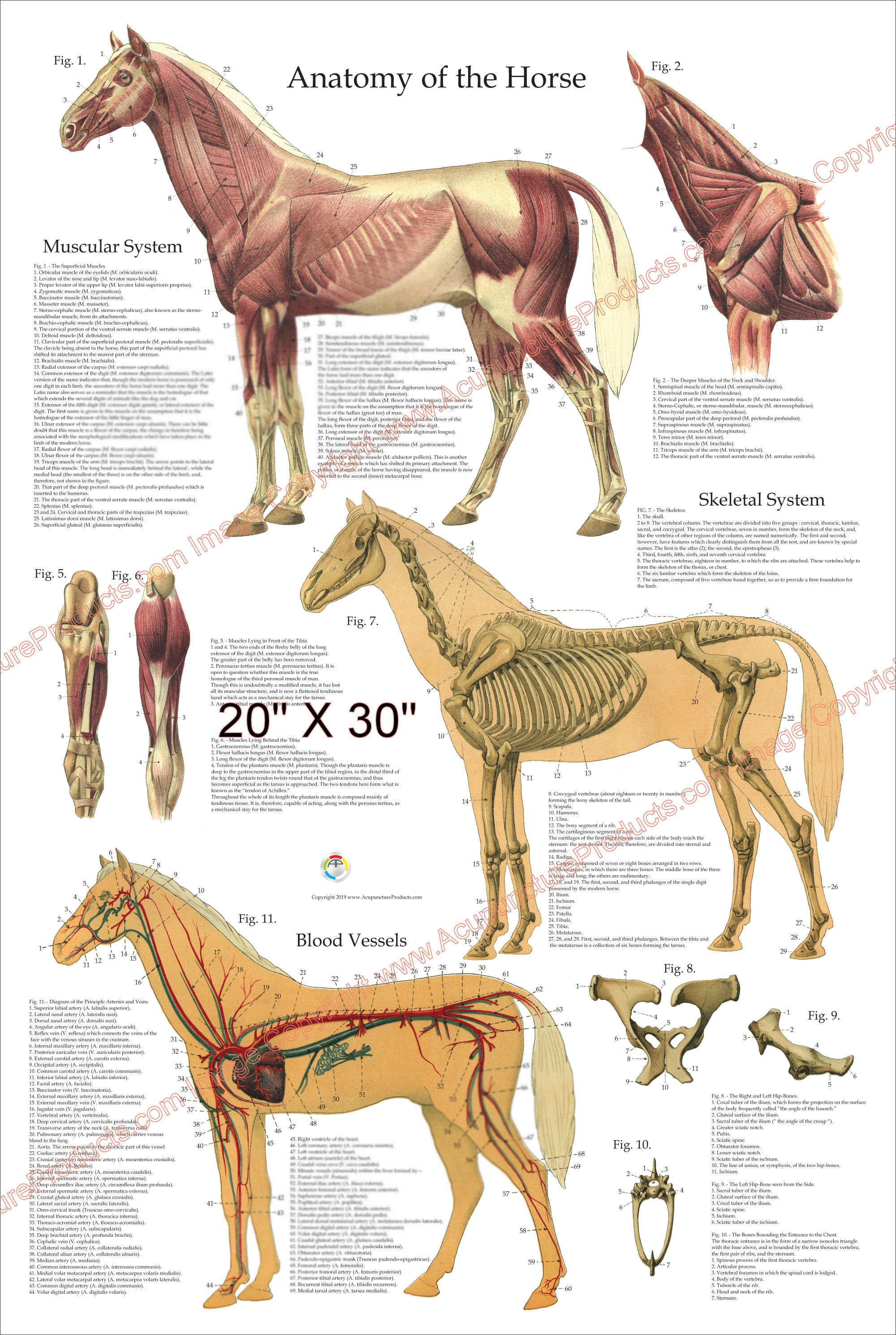 Horse Muscle Skeletal Veterinary Anatomy Poster 20 X - Etsy UK
