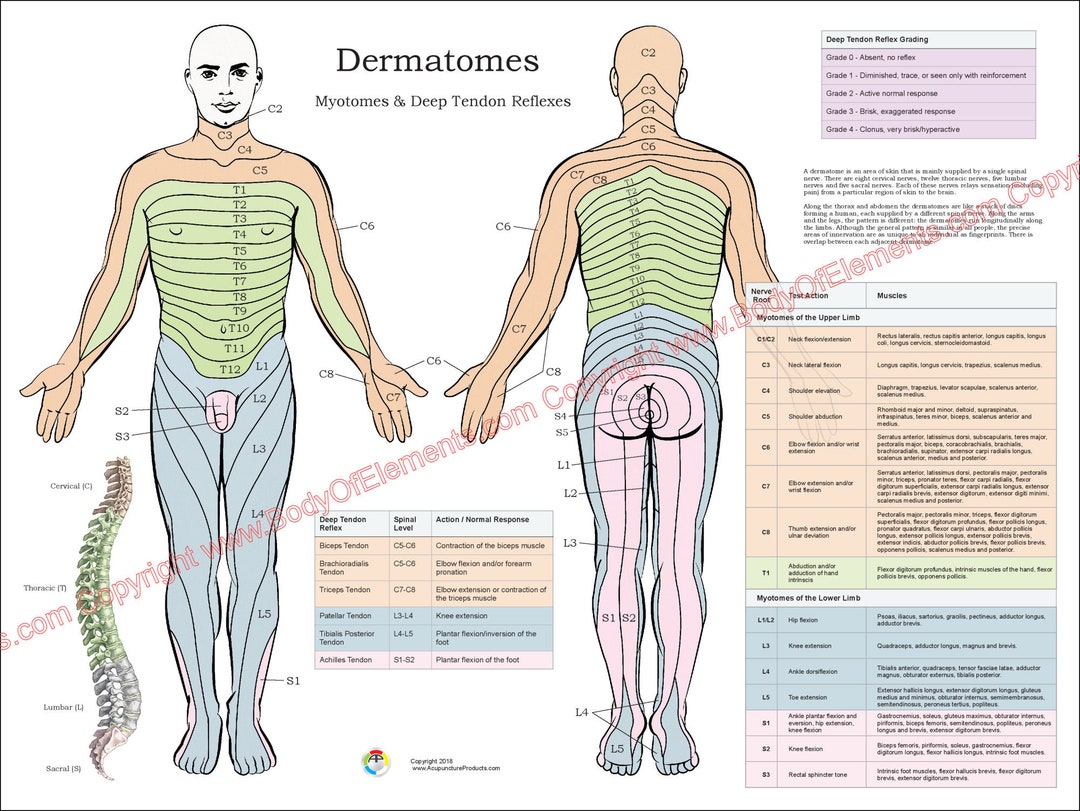 Dermatomes Myotomes And Dtr Nervous System Poster 18 X 24 Etsyde