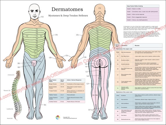 Dermatomes Vector Illustration Labeled Educational 47 Off