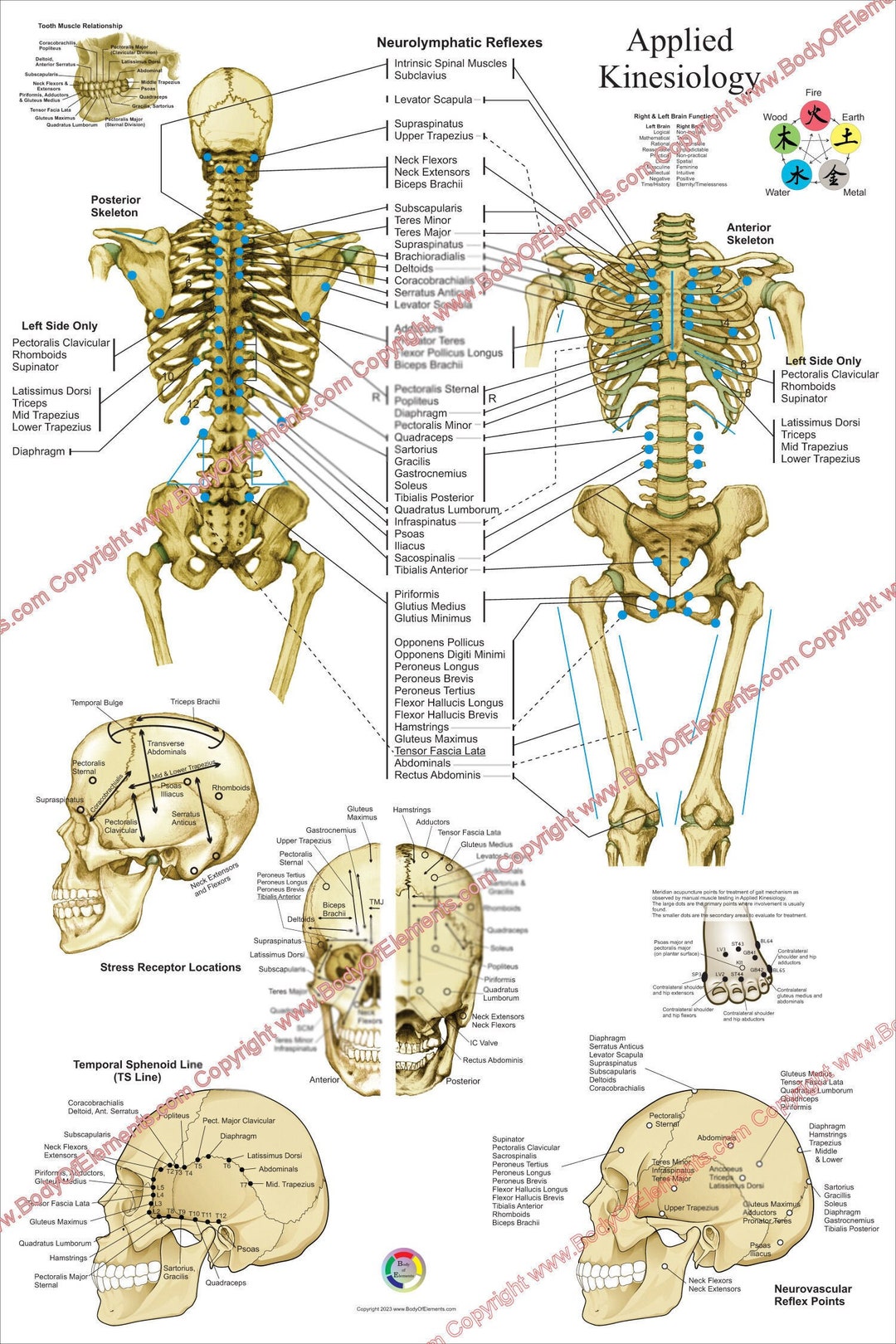Applied Kinesiology Poster Chiropractic 20" X 30" & 24" X 36 ...