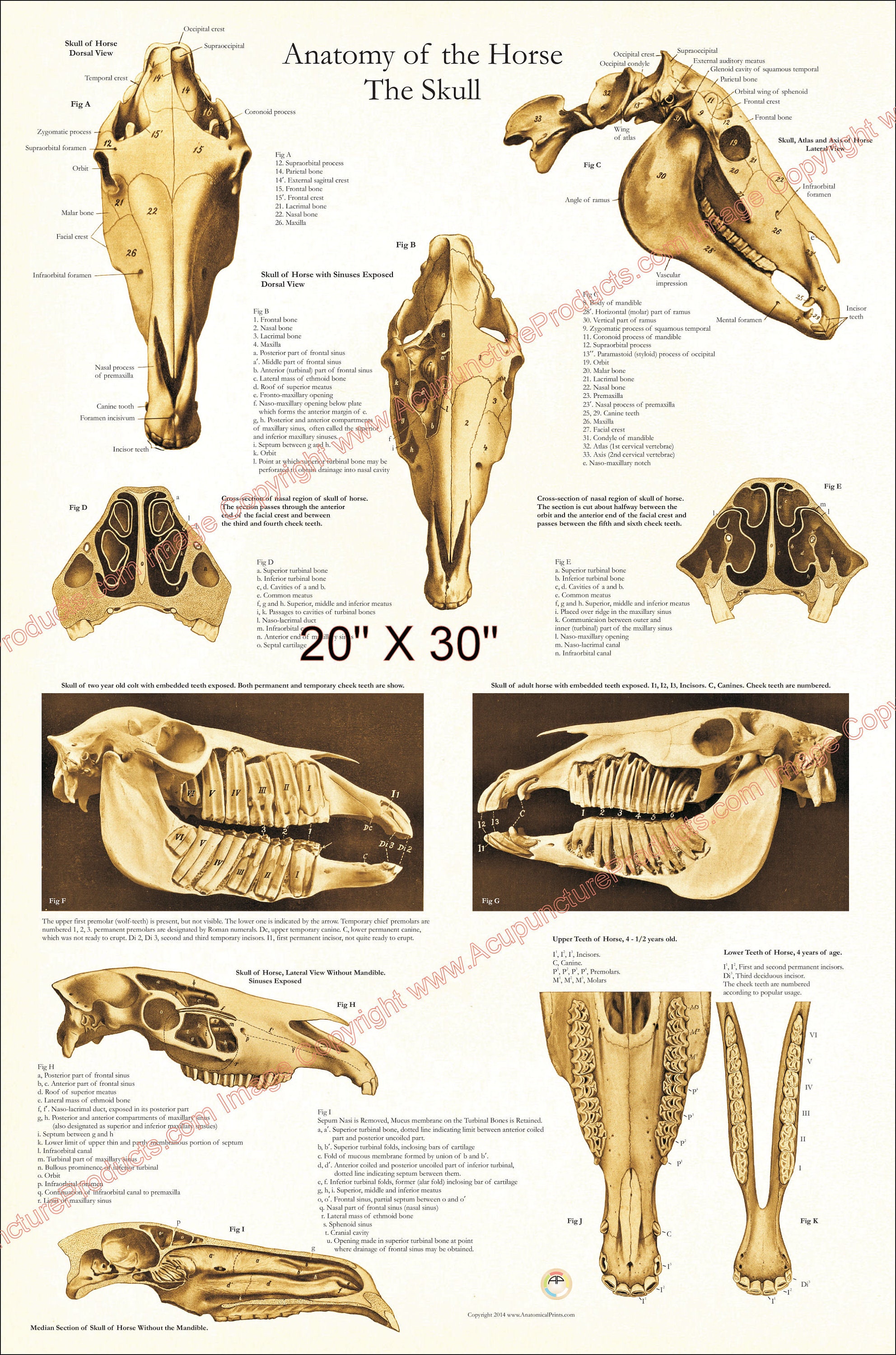 Horse Skull Skeletal Anatomy Bones Teeth Veterinary Poster - Etsy Australia