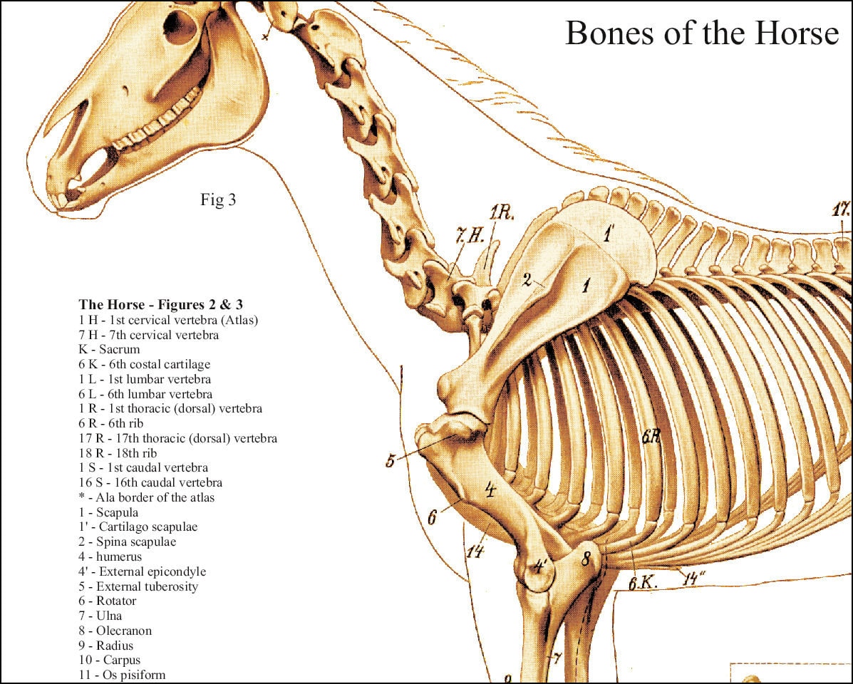 Horse Scapula Anatomy