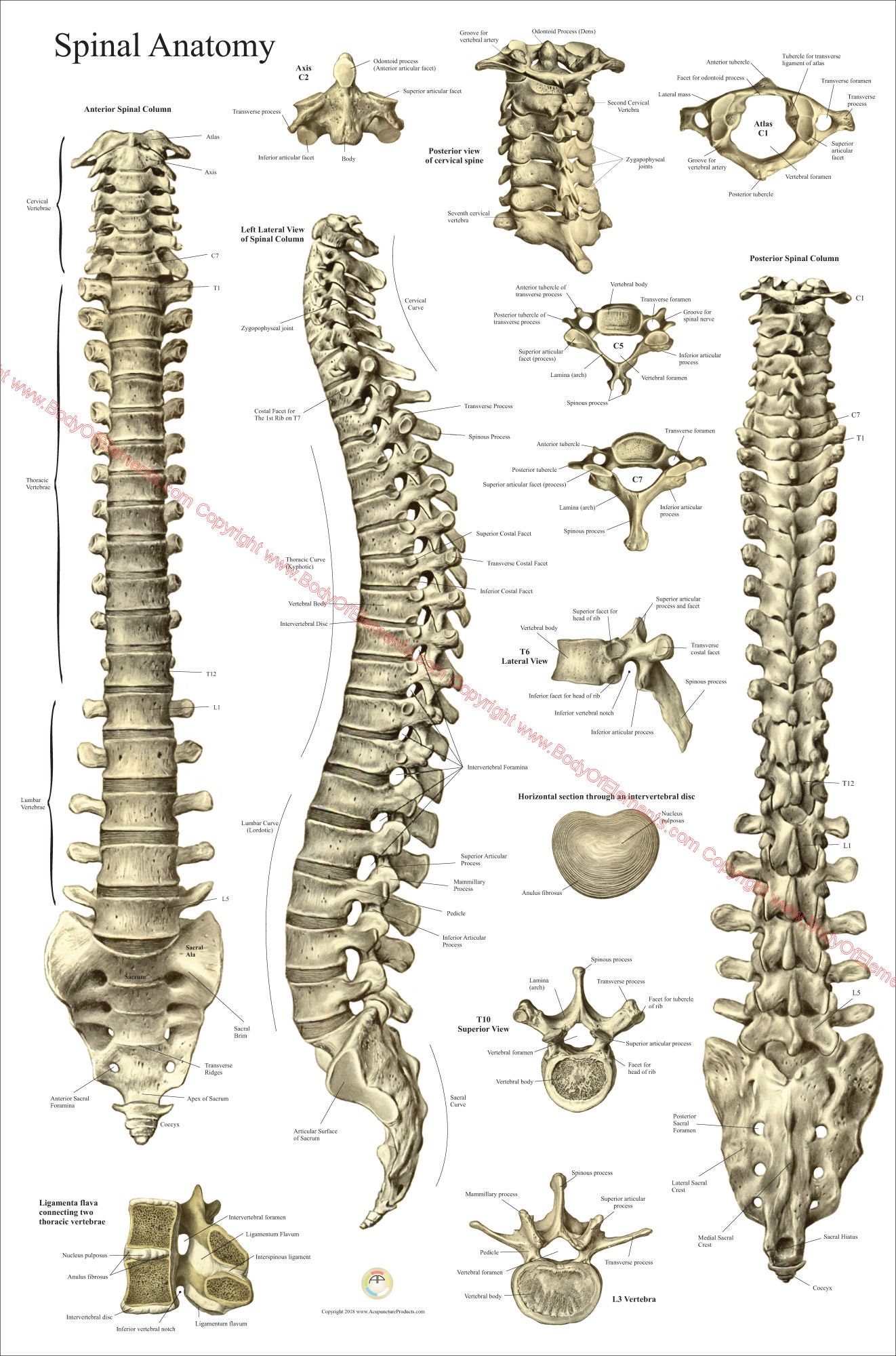 Vertebral Column Anatomy