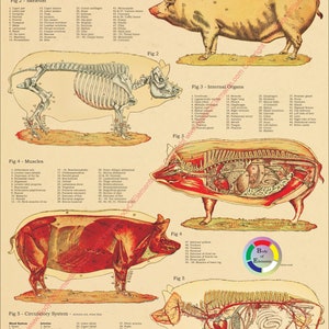 Pig Skeletal Muscle Internal Anatomy Poster Porcine Veterinary Wall ...