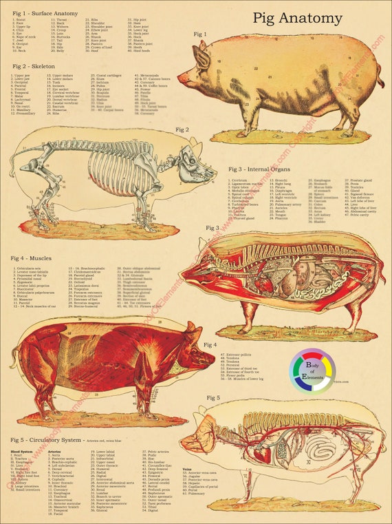 Internal Anatomy Of Pig