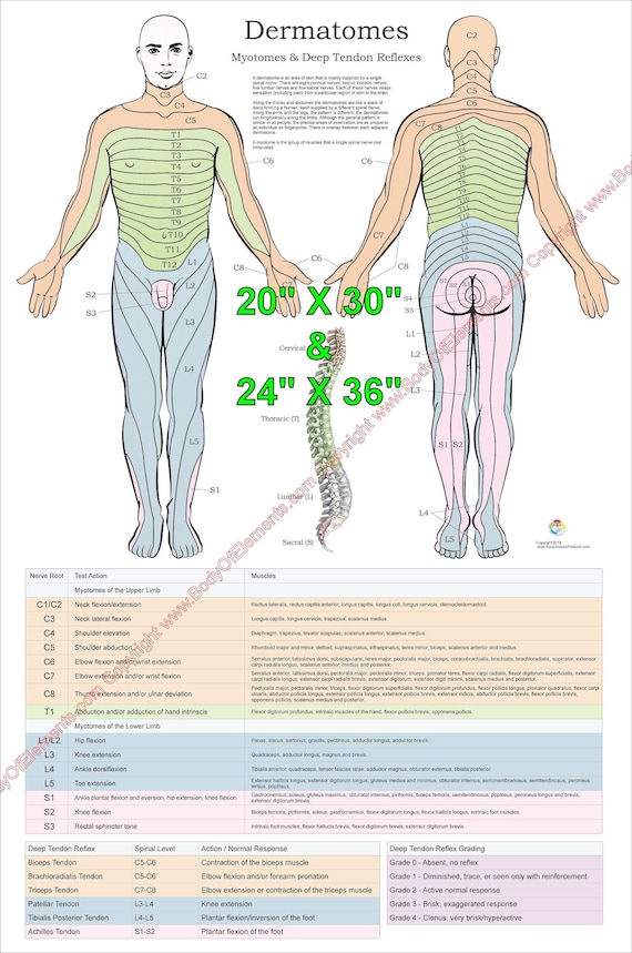 Myotomes And Dermatomes Chart