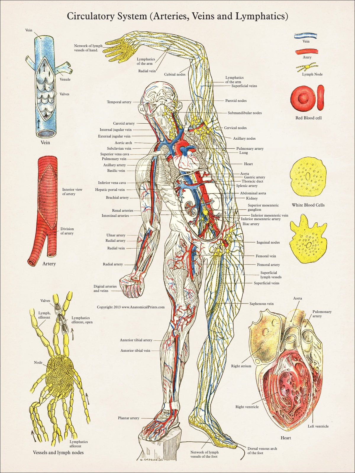 Arteries And Veins Of The Body Diagram