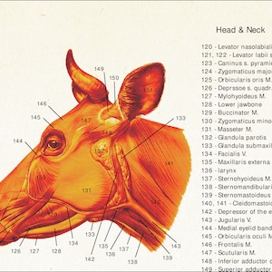 Póster de anatomía del pie esquelético del músculo de la vaca - Etsy México