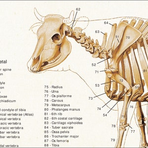 Cow Bovine Muscle Skeletal Foot Anatomy Poster Veterinary Wall Chart 18 ...