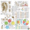 The Big Picture Acupuncture Desktop Wall Paper - TCM Point Category ...