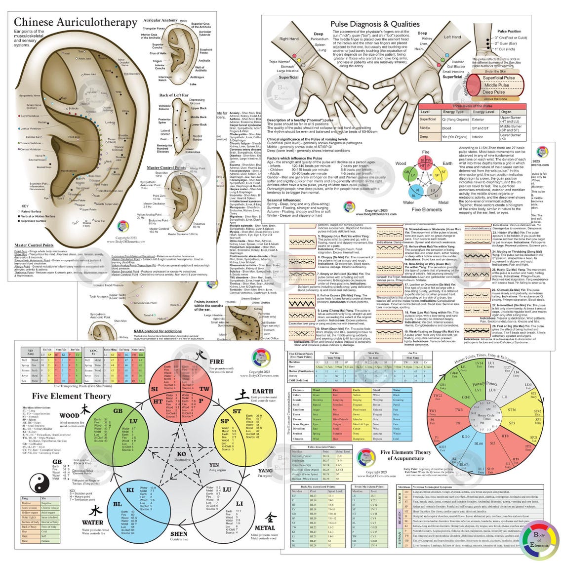 3 Acupuncture 8.5" X 11" Student Study Chart Set Auriculotherapy Five ...