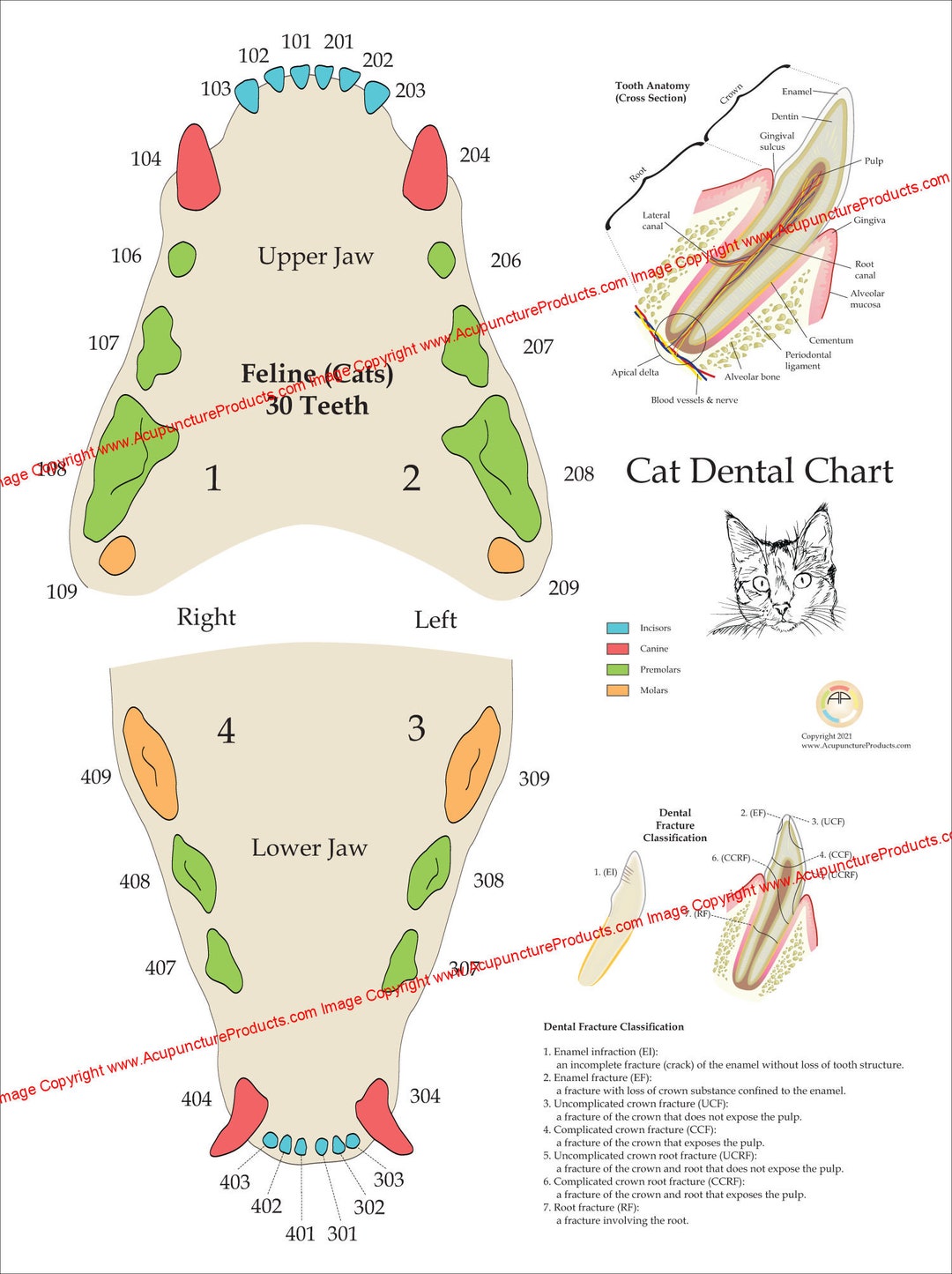 Cat Feline Veterinary Dental Anatomy Tooth Poster Wall Chart - 18" X 24 ...