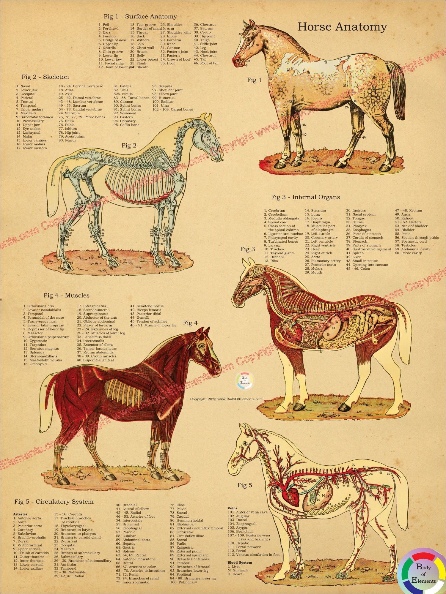 Horse Skeletal And Arterial Anatomy Poster