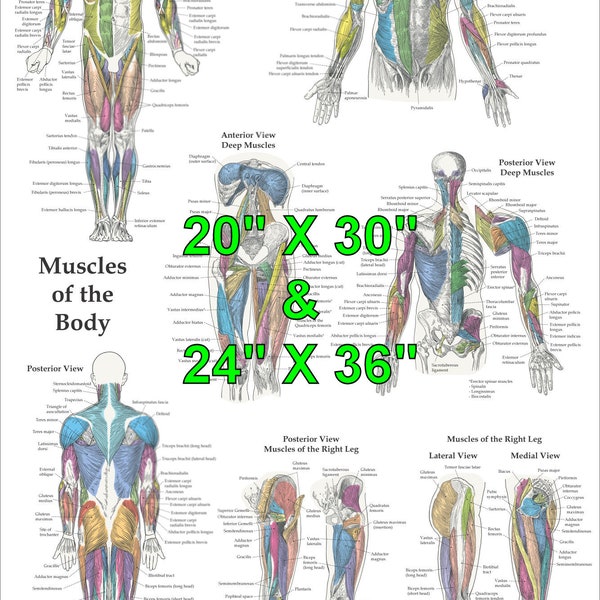 Muscle Anatomy - Etsy