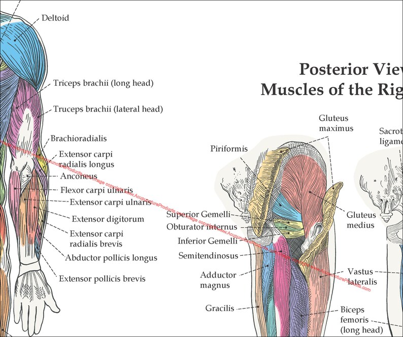 Human Muscle Anatomy Poster Anterior Posterior and Deep - Etsy