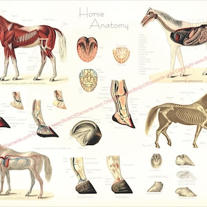Horse Muscle Internal Skeletal Anatomy Poster 18 X 24 Equine Veterinary ...