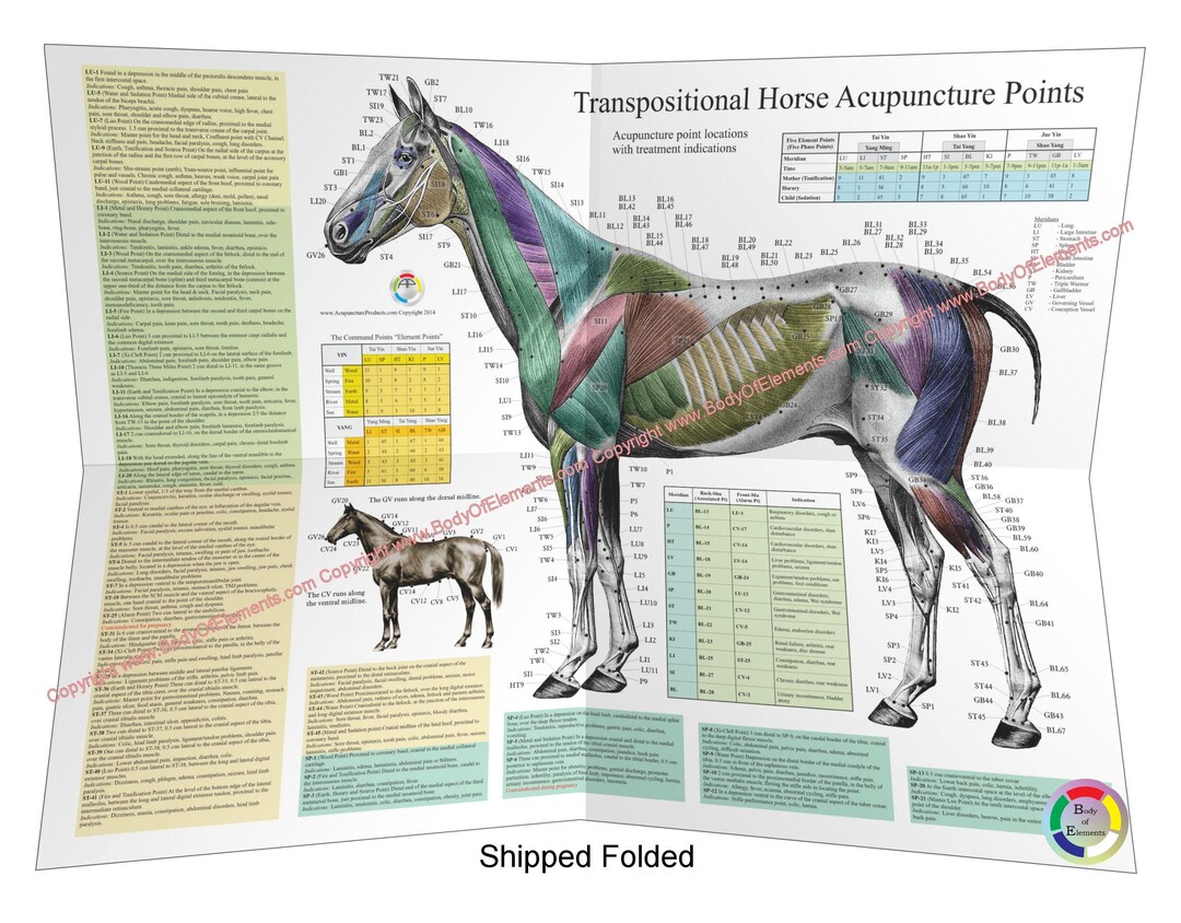 Horse Equine Acupuncture Meridian Point Location Posters 18" X 24 ...