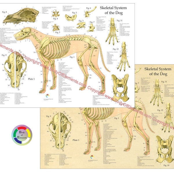 Dog Skeletal Anatomy Poster - Etsy