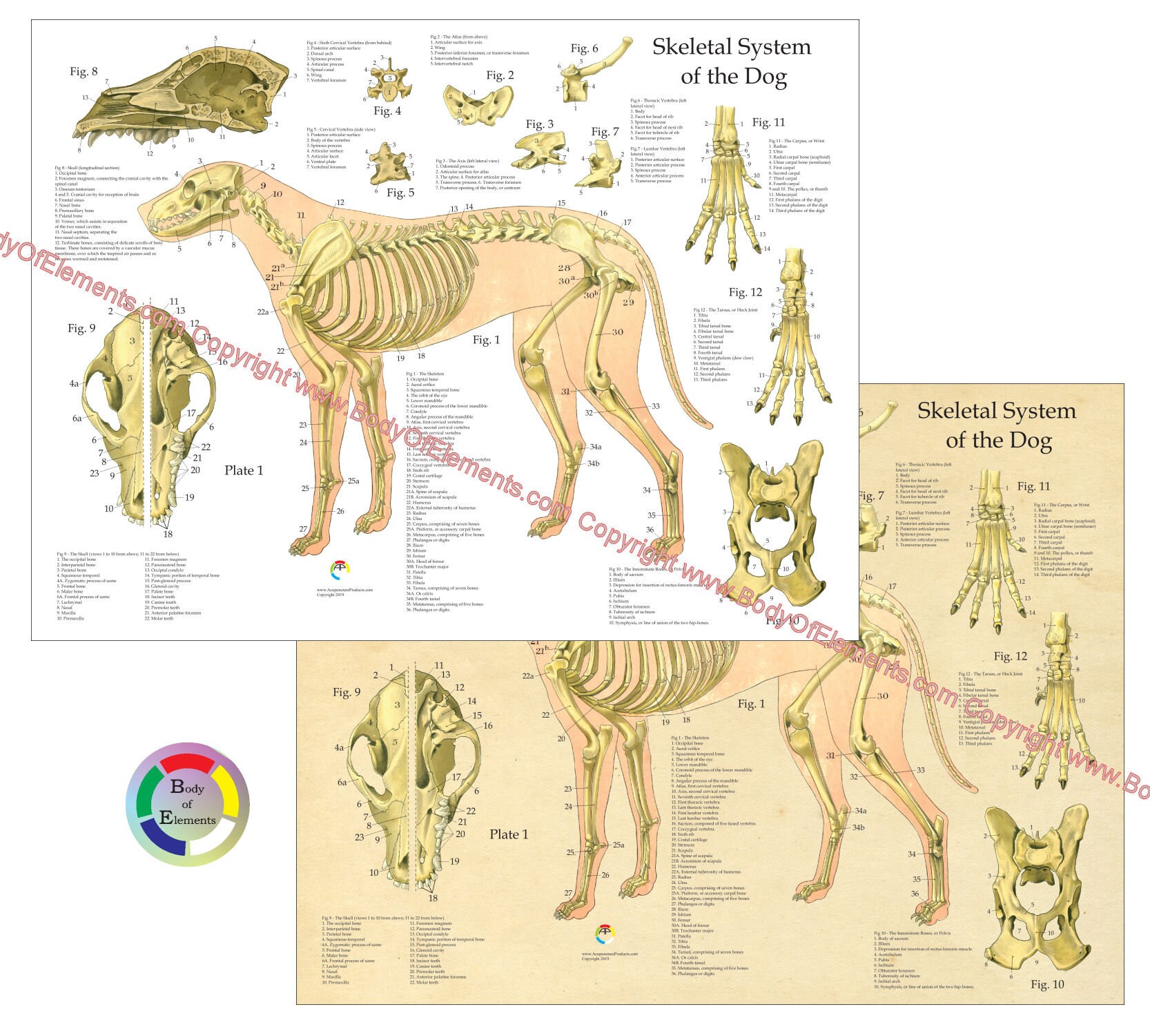 Dog Paw Bones Anatomy