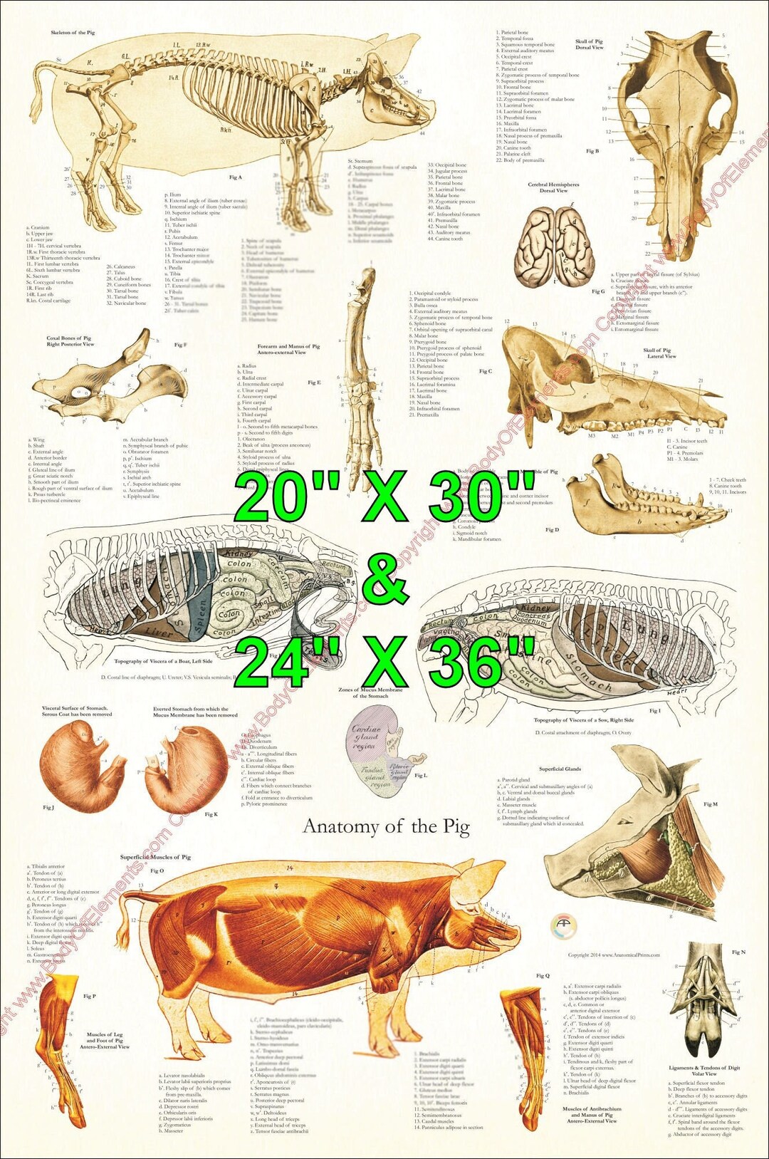 Pig Anatomy Poster Veterinary Anatomical Muscular Skeletal Wall Chart ...