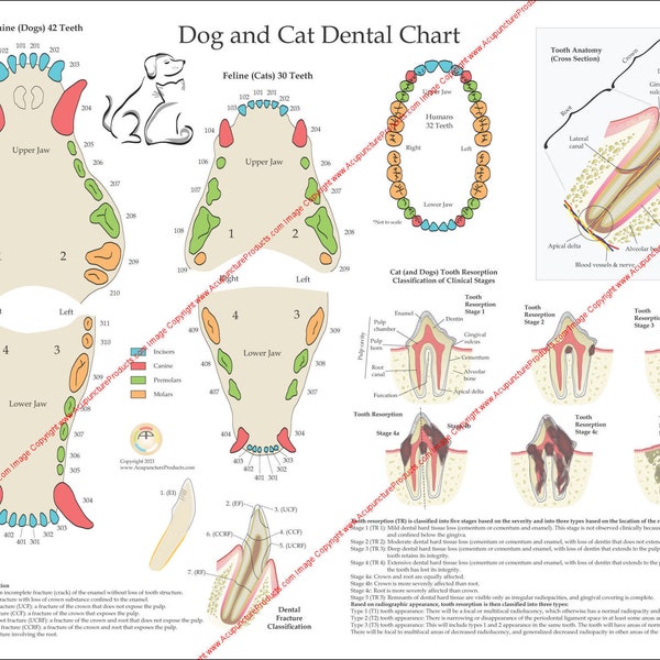 Dog Teeth Chart - Etsy UK