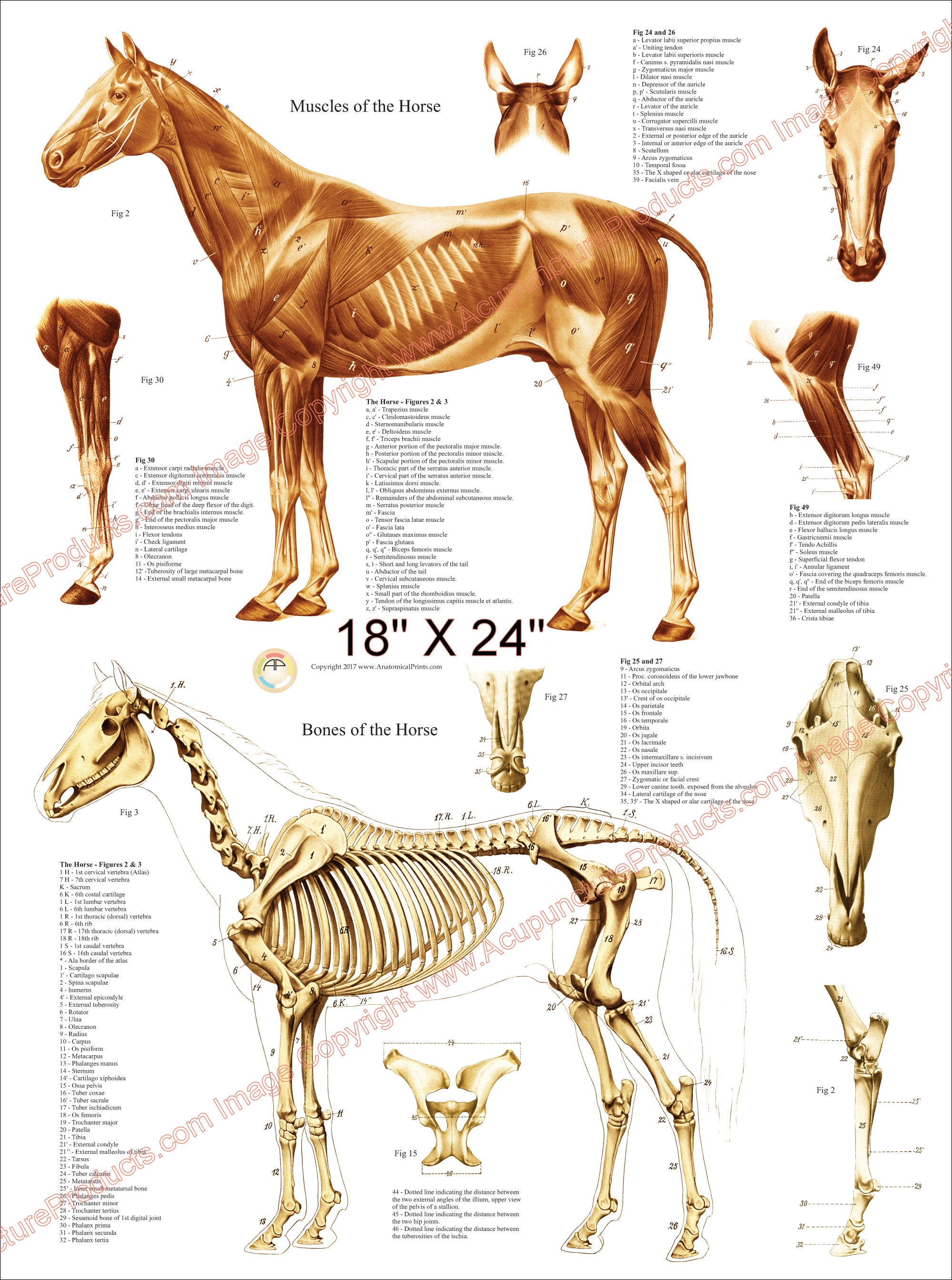 Anatomía Clínica Del Caballo