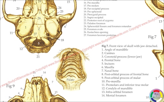 Cat Skull Anatomy Dorsal View