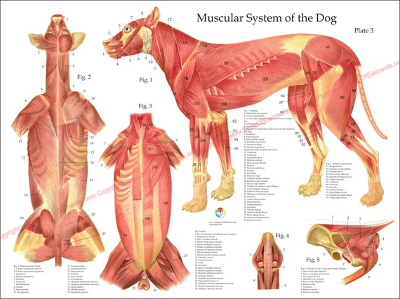 Anatomía De Los Músculos De La Pata Del Perro