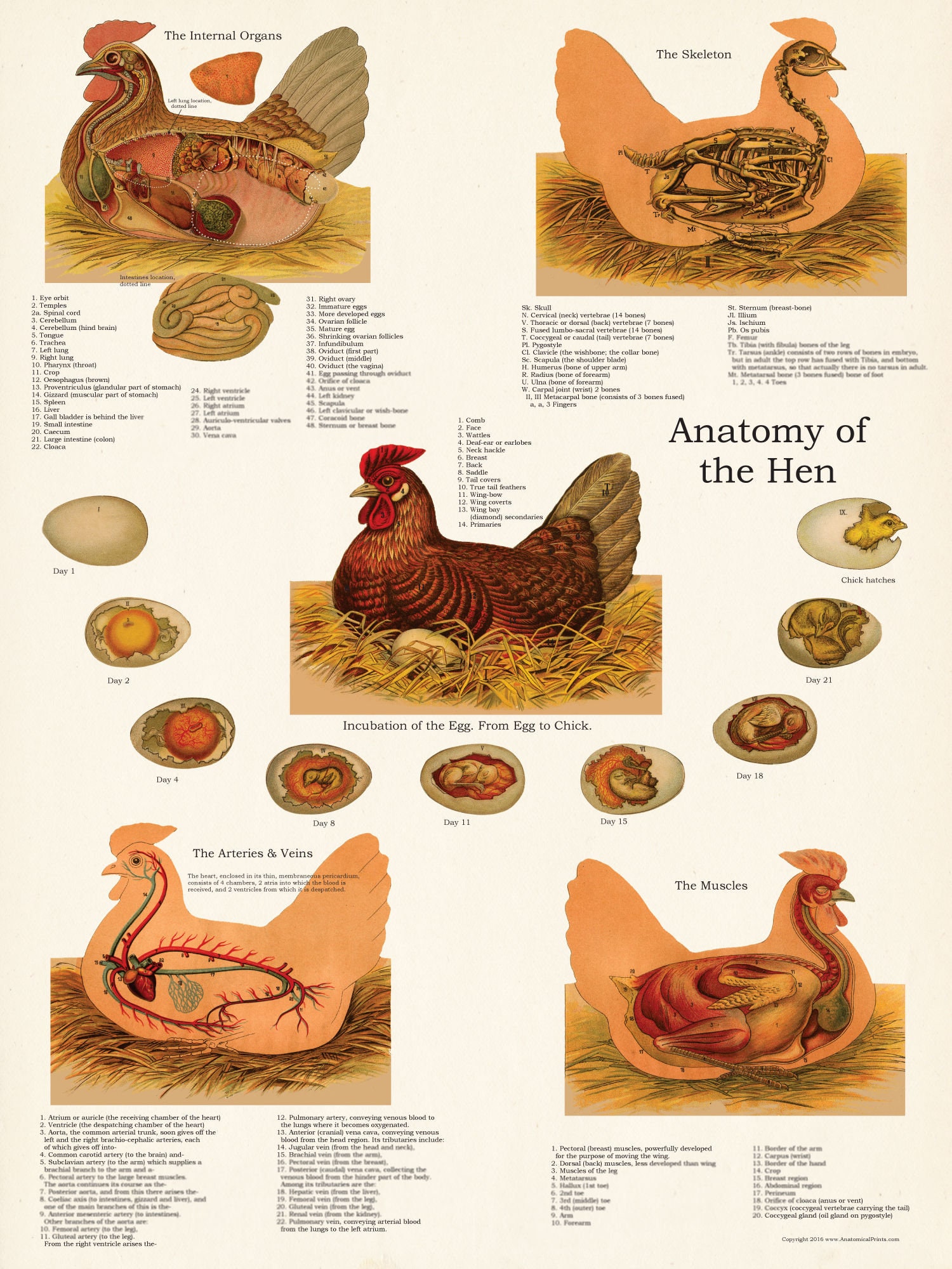 Huhn Henne Muskel Skelett Anatomie Poster 18 X 24 | Etsy