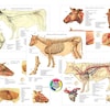 PRINTABLE Cow Skeletal Anatomy Worksheet and Practice Sheet - Etsy UK