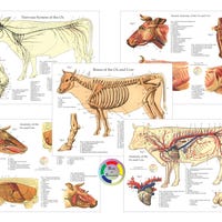 Pig Anatomy Poster, Farm School Printable (digital Download) - Etsy