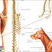 Dog Muscle Skeletal Anatomy Poster Wall Chart Canine Veterinary 18" X ...