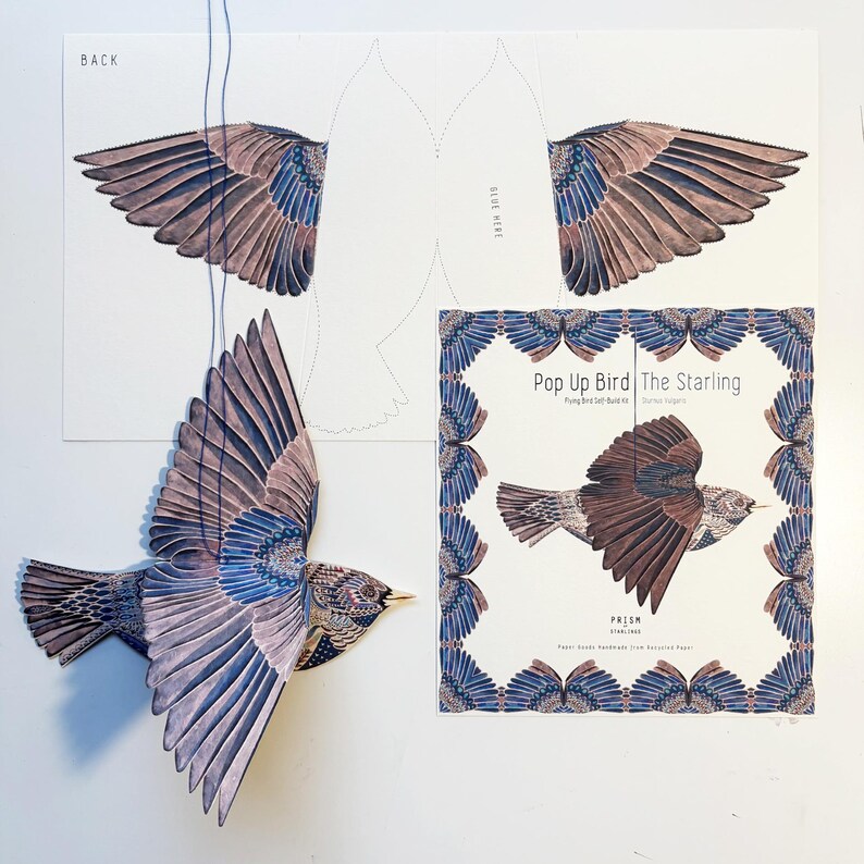 Pop up Bird Kit - the Starling - Etsy UK