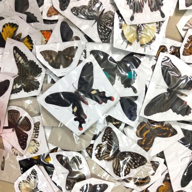 Butterfly Display - Etsy