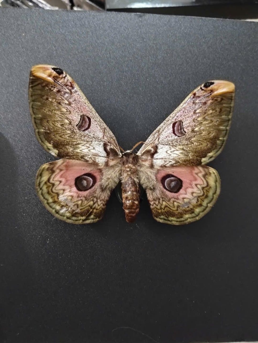 Set of 2 Rinaca Zuleika Moth Specimen – Dried Insect Display, Collector ...