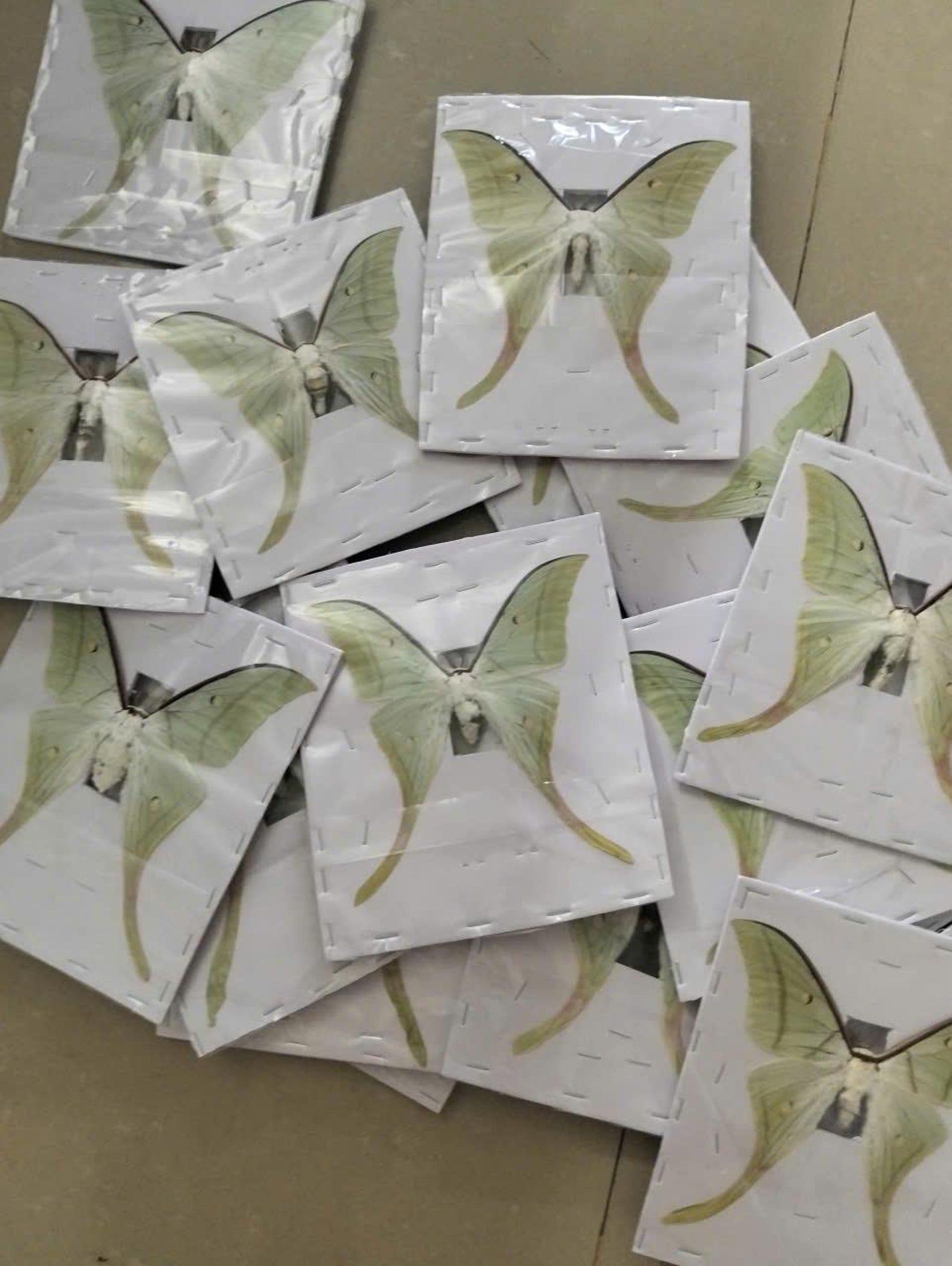 Luna Moth Actias Selene Spread Wings | Real Dried Pinned Specimen Ready ...