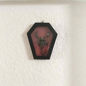 Pack of 4 Real Scorpion Specimen – Heterometrus Laoticus – Dry Arachnid ...