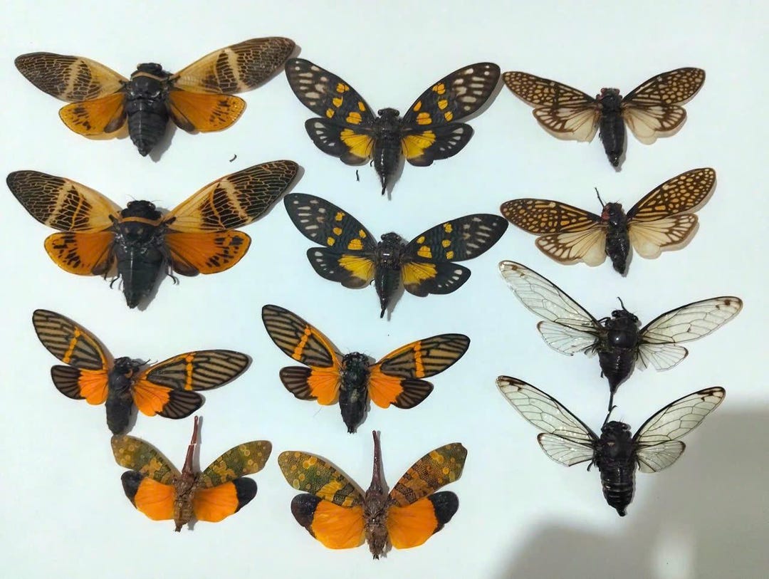 Set of 12 Dried Cicada Specimens - Entomology Insect Collection, Spread ...