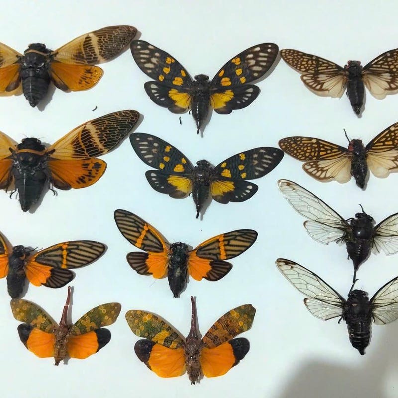 Insects Specimen Bulk - Etsy